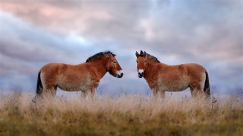 Bing Hd Wallpaper 14 Sep 2023 Przewalskis Horses Hustai National Park