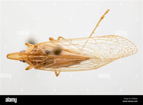 Dictyophara Bovina Insecta Botucatu State Of São Paulo Brazil Photos Taken By Solomon