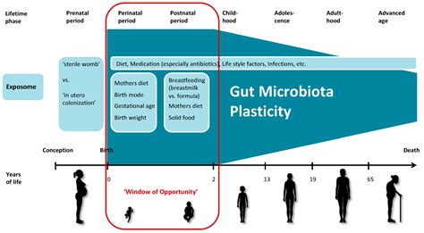 Human Gut Microbiota