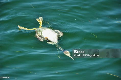 호수에서 죽은 새 바다 환경 오염 수질 오염 화학 확산 환경 재해 바다에 대한 스톡 사진 및 기타 이미지 바다 새 석유