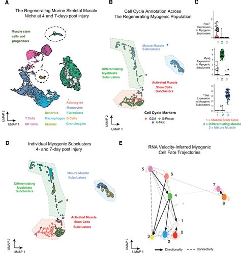 rna binding proteins direct myogenic cell fate decisions elife