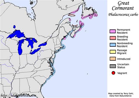 Great Cormorant Species Range Map