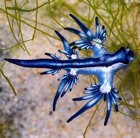 𝐓𝐡𝐞 𝐌𝐚𝐫𝐢𝐧𝐞 𝐄𝐧𝐜𝐲𝐜𝐥𝐨𝐩𝐞𝐝𝐢𝐚 Auf Instagram „also Known As The Blue Dragon