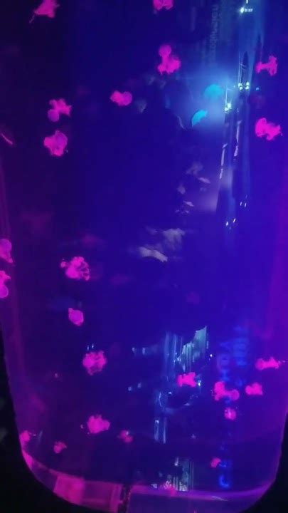 Las Medusas Flurecentes 😲😲 Shorst Medusasflurecentes Youtube