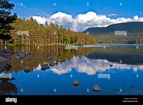 Scots Pine Trees Hills And Sky Reflected In Loch An Eilein