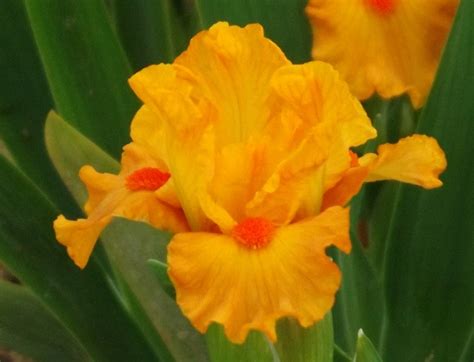 Orange Peel