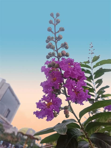 Crepe Myrtle El Crespón Myrtle Es Una Especie De Planta Con Flores En