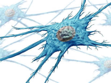 Human Cell Atlas Discovers New Targets In Skin Fibroblast Subtypes Bioworld