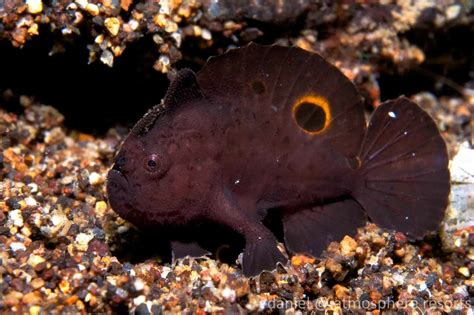 Its Frogfish February Here Are 10 Frogfish Species To See In Dauin