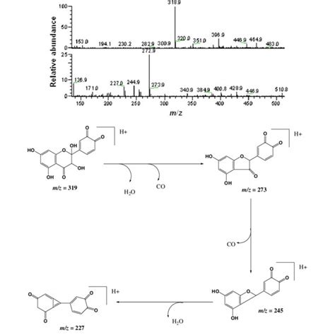 Mass Spectrum And Fragmentation Pattern Of The Quercetin Hydro Quinone