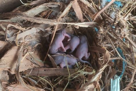 How Far Do Rats Travel From Their Nest Insights Into Rodent Behaviour