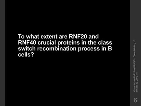 Characterizing Rnf20 And Rnf40 In Class Switching Of B Cells Pptx