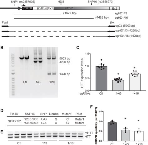 figure 5 from haplotyping snps for allele specific gene editing of the