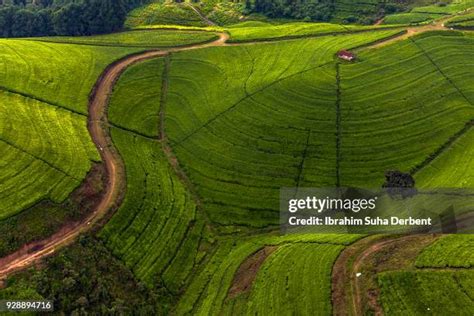 African Jungle Aerial Photos And Premium High Res Pictures Getty Images