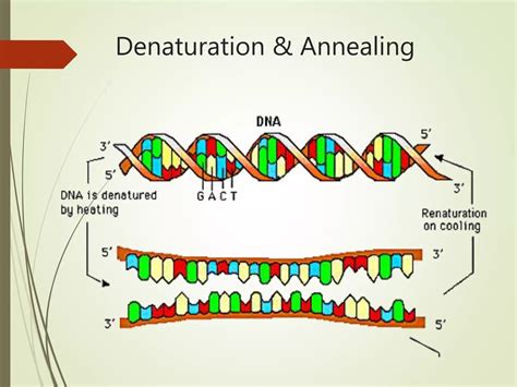 Dna And Rna Pptx
