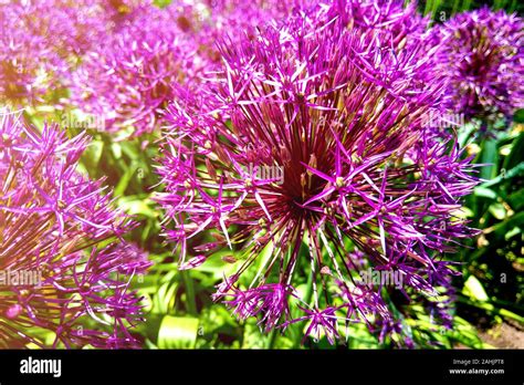 Allium Blooming Close Up Ball Of Blossoming Allium Flowers Beautiful