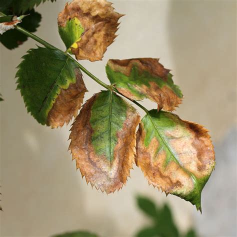 Why Is My Rose Plant Leaves Turning Brown At Winston Blanton Blog