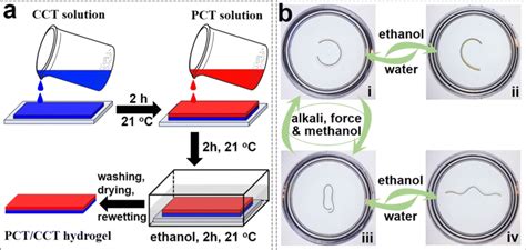 Preparation And Performance Of The Pct Cct Bilayer Hydrogels A Download Scientific Diagram