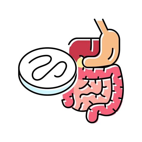 11 Digestive System Earthworm Stock Vectors And Vector Art Shutterstock