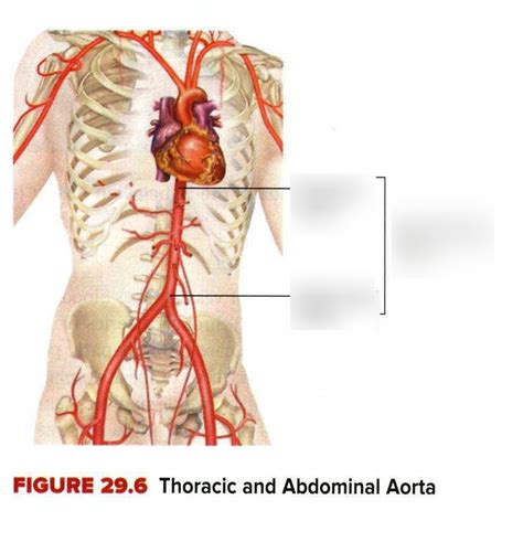 Thoracic And Abdominal Aorta Diagram Quizlet