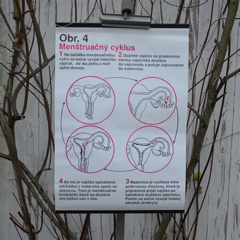 Sex Chart Print Etsy