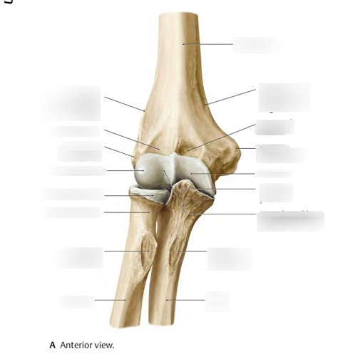 Elbow Joint Anterior View Diagram Quizlet