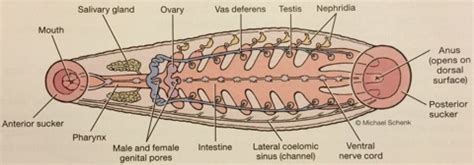 Leech Anatomy