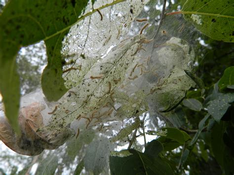 What Do Pantry Moth Cocoons Look Like At Janice Kiefer Blog