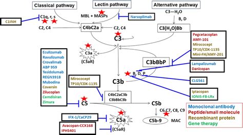 Complement Pathways And Certain Targets Of Complement Inhibitors The Download Scientific