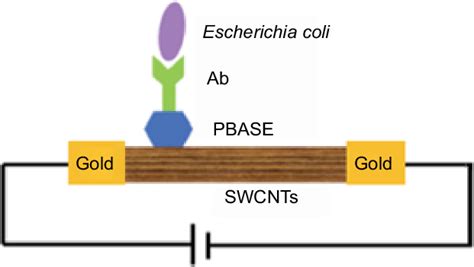 Schematic Representation Of Cnt Based Chemiresistive Biosensor For The