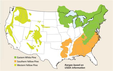 White Pine Vs Yellow Pine Strength At John Hipple Blog