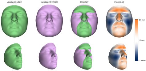 How Sex Shapes Facial Morphology In Adults A 3d Geometric Morphometric