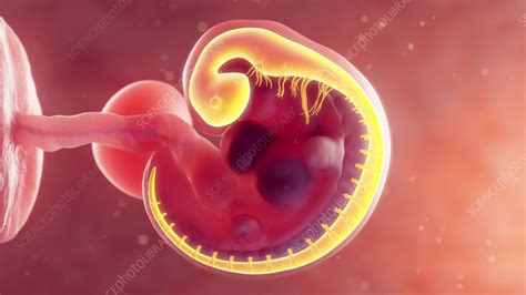 Embryonic Nervous System Illustration Stock Image F038 2078 Science Photo Library