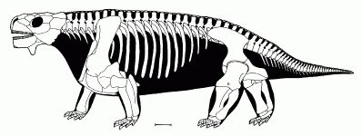 Scutosaurus Skeleton