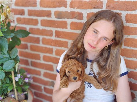 Unique Dogs Skønne Cockerdoodle Hvalpe Fotoshoot Af De Skønne