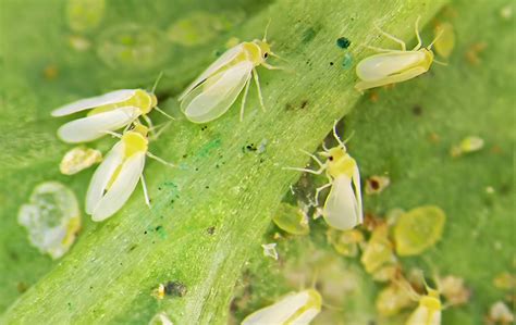 What Are Aphids And Whiteflies Peace Of Mind Pest Control