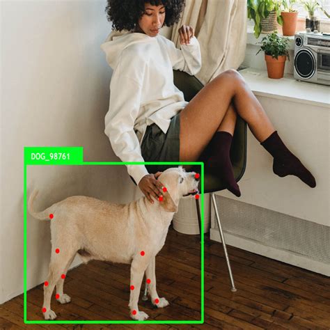 Data Annotation Services For Ai And Ml Projects Wisepl
