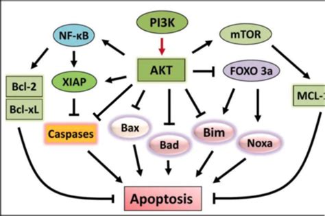 321 Regulation Of P53 Levels And Activity The Role Of P53 And The