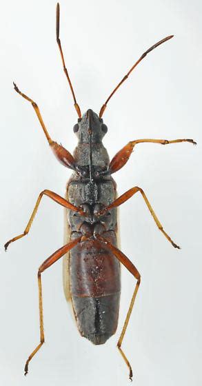 Paromius Longulus Bugguide Net