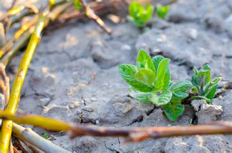 Mint Plant Grow At Vegetable Garden With Soil Stock Photo Image Of Farmland Abstract
