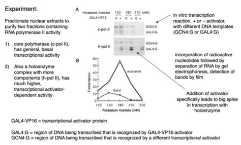 Lecture 2 Transcription Ii Flashcards Quizlet