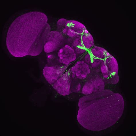 How A Tiny Insect Is Transforming Mental Health Research