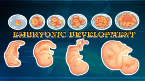 Embryonic Development Evidence Of Evolution Youtube