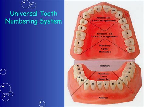 Ppt Digestive System Powerpoint Presentation Free Download Id4488592