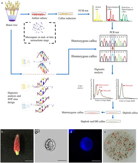 Nearly Gap Free Genome Assembly Unveils New Insights And Applications