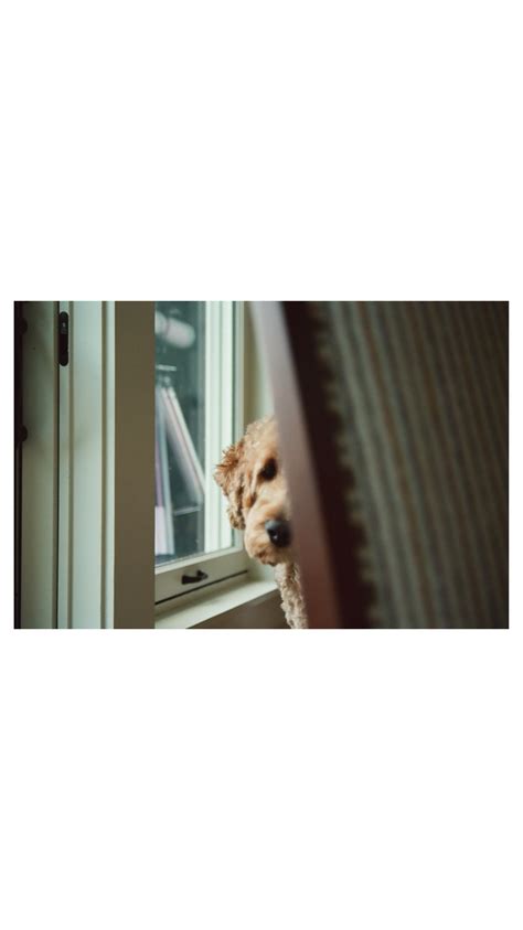 Pup Album On Imgur Pup Album On Imgur