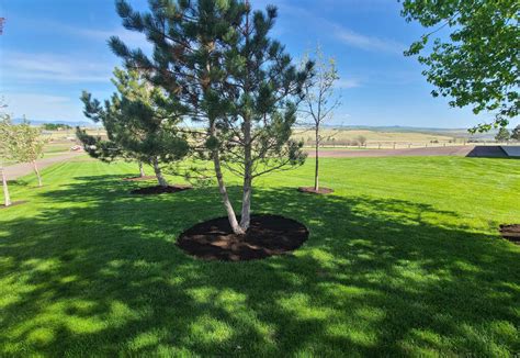 Expert Fertilization And Weed Control Services Doctor Lawn