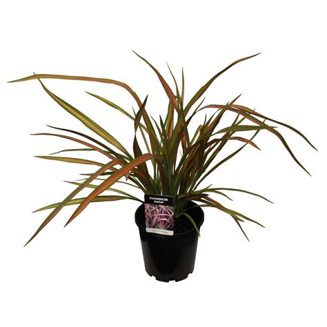 Phormium Jester 33l Lushingtons