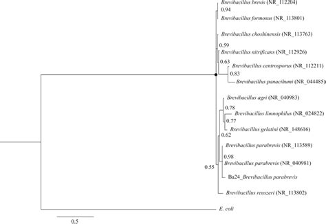 bayesian inference tree based on the 16s rrna partial sequences of