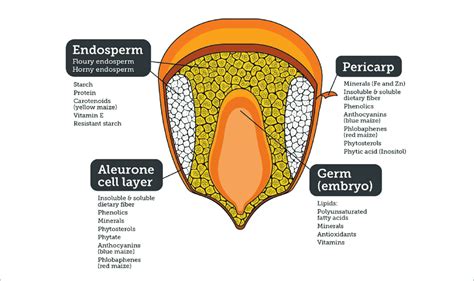Nutritional Quality Of Different Components Of A Maize Kernel Download Scientific Diagram